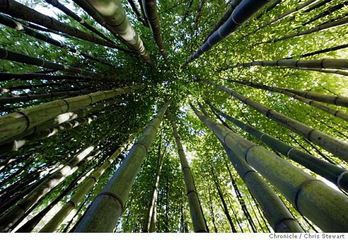 Bamboo collection turns old quarry into nursery treasure