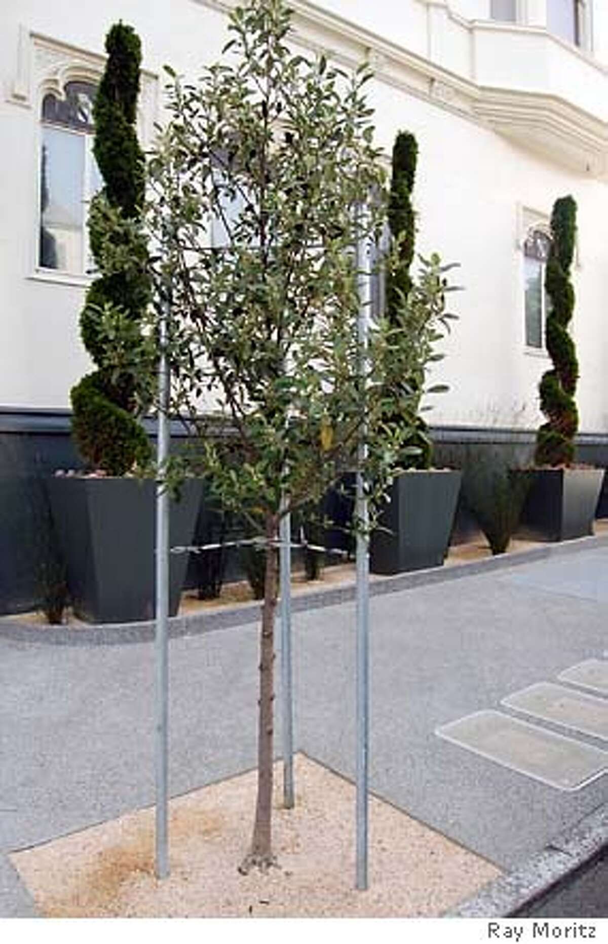 Some eucalyptuses actually make good, tough street trees