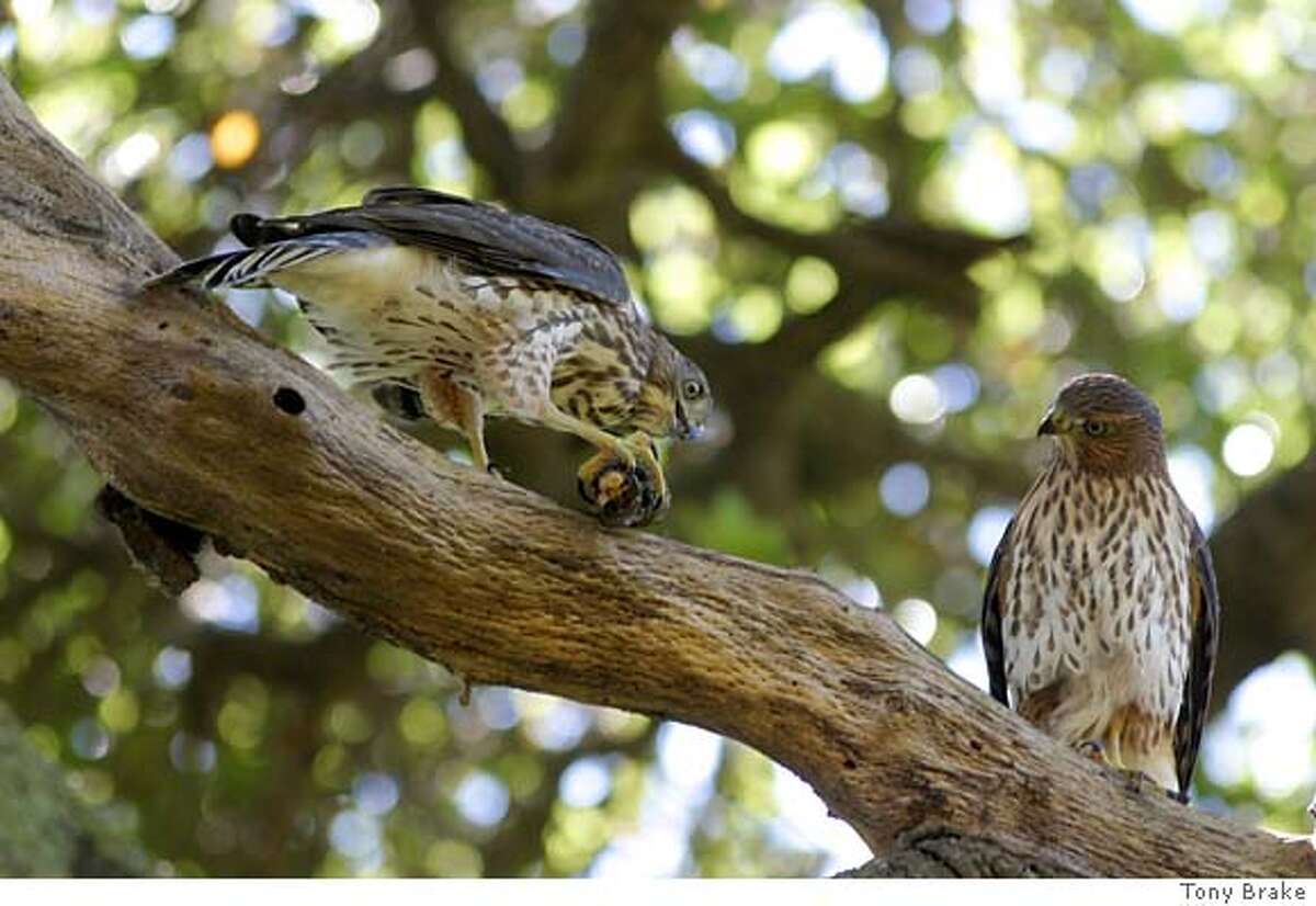 Urban raptors, too, fall victim to rodenticides