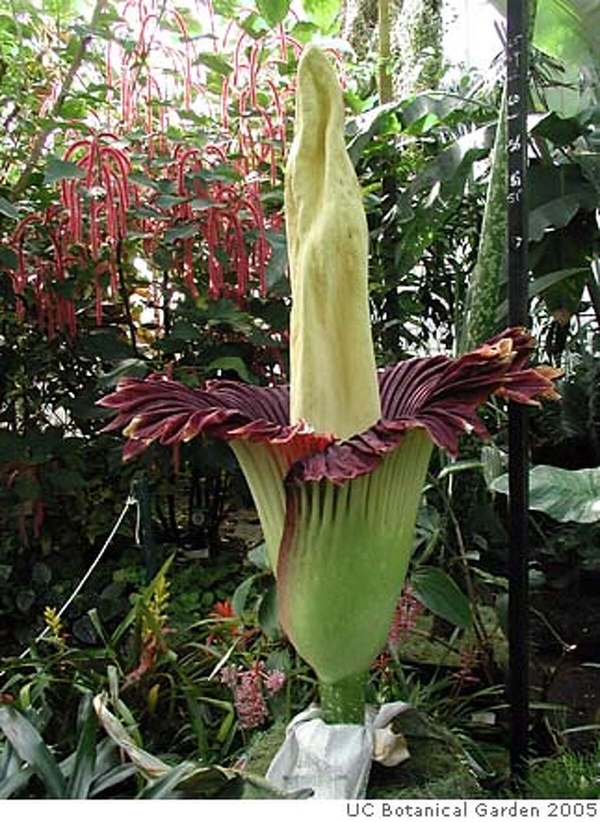 Thousands expected to visit SF when world's smelliest flower blooms ...