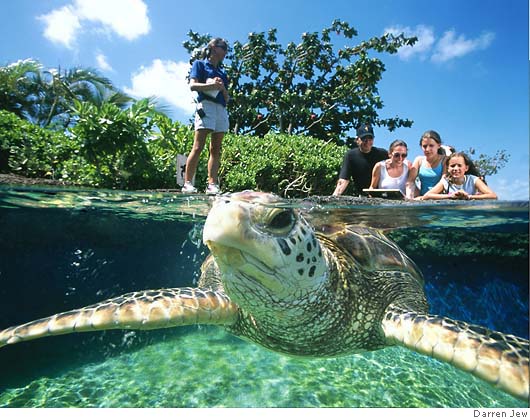 Dry encounters with denizens of Magic Isle's leeward reef