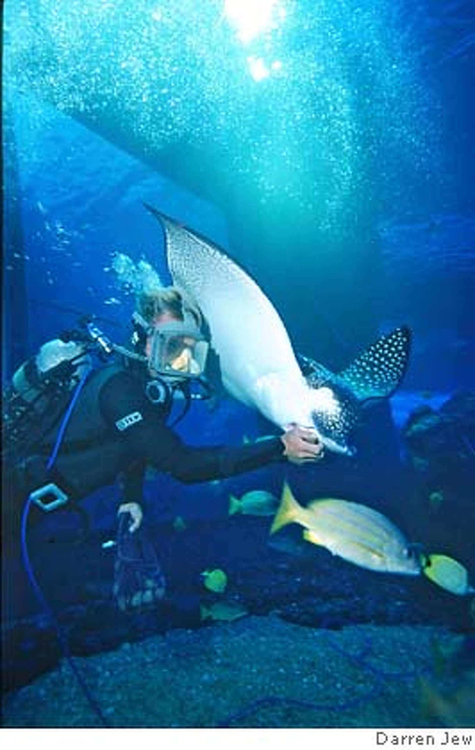 Dry encounters with denizens of Magic Isle's leeward reef