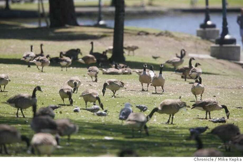 OAKLAND / A honking pile of poop / A ton of goose droppings each week ...