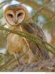 Whether gophers or moles, owls love 'em / Traps, wiring can also deter ...