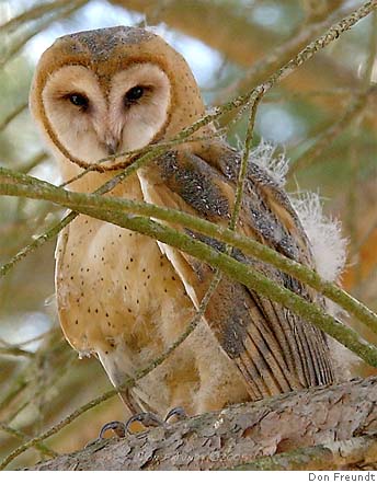 Whether gophers or moles, owls love 'em / Traps, wiring can also deter ...