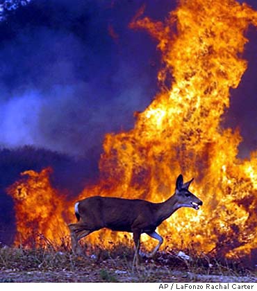 Fires taking heavy toll on wildlife, domestic animals