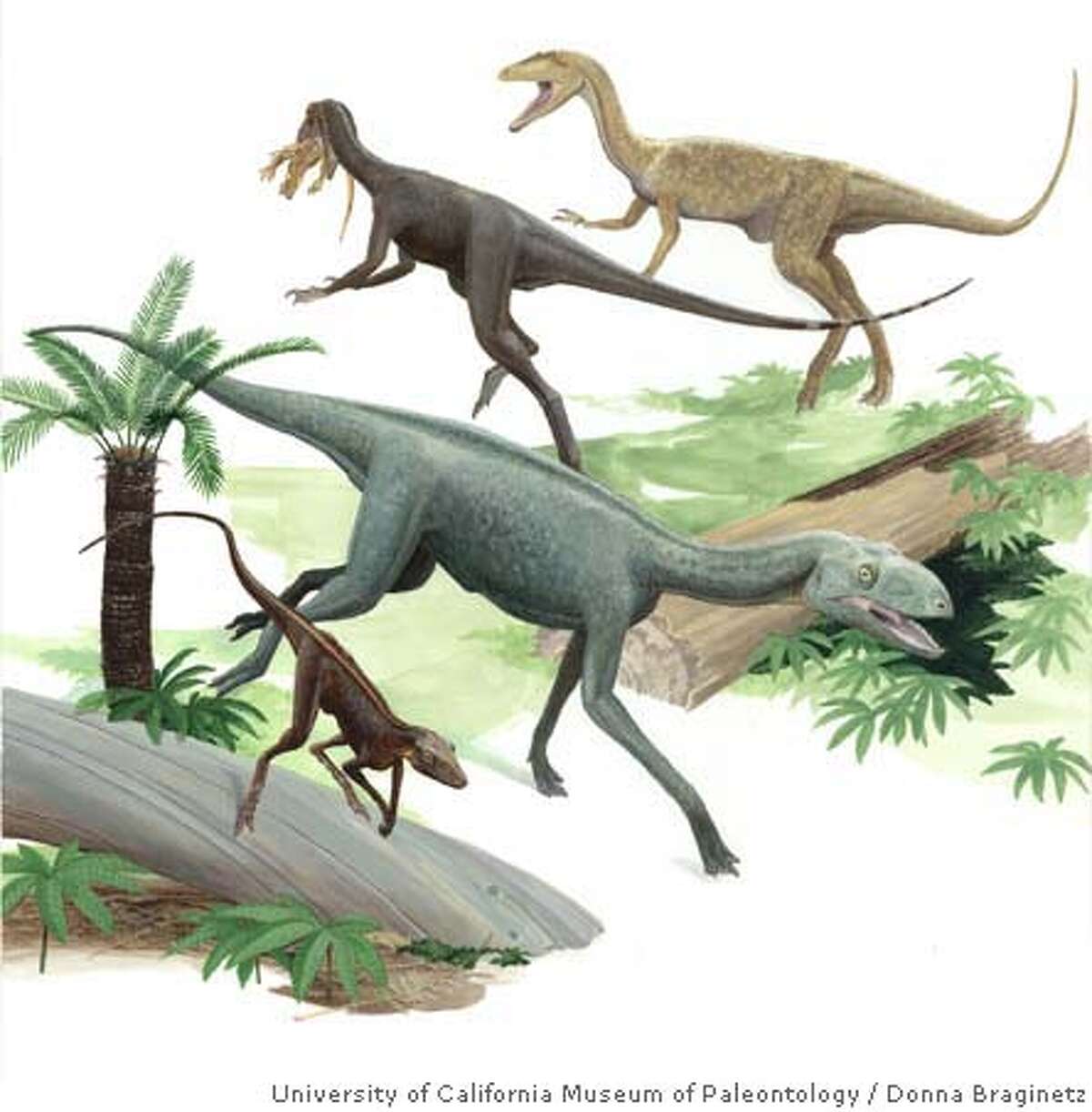Dinosaurs, early relatives coexisted / UC team's fossil find shows ...