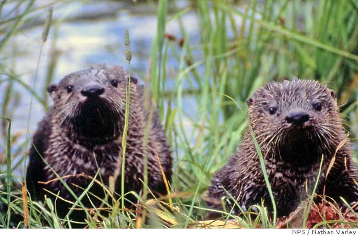 Hyperactive creatures of habit entertain / Shows featuring clowns of ...