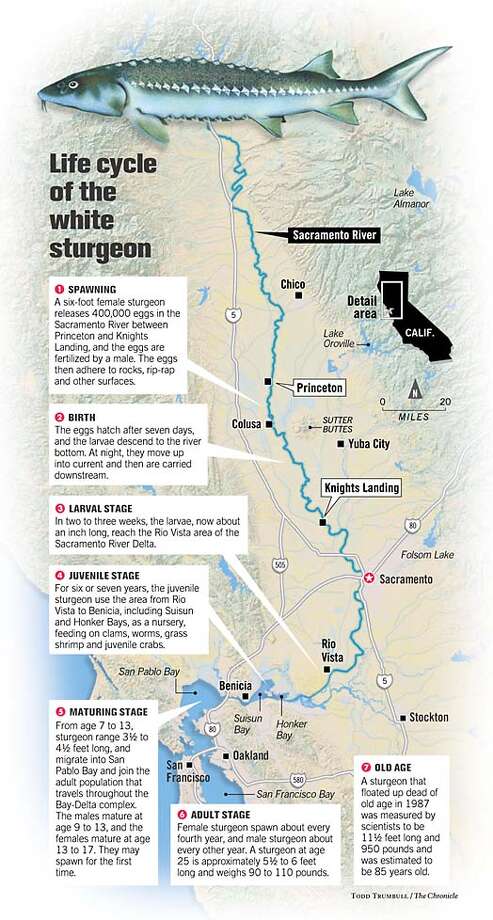 Poachers leave sturgeon in very dangerous waters - SFGate