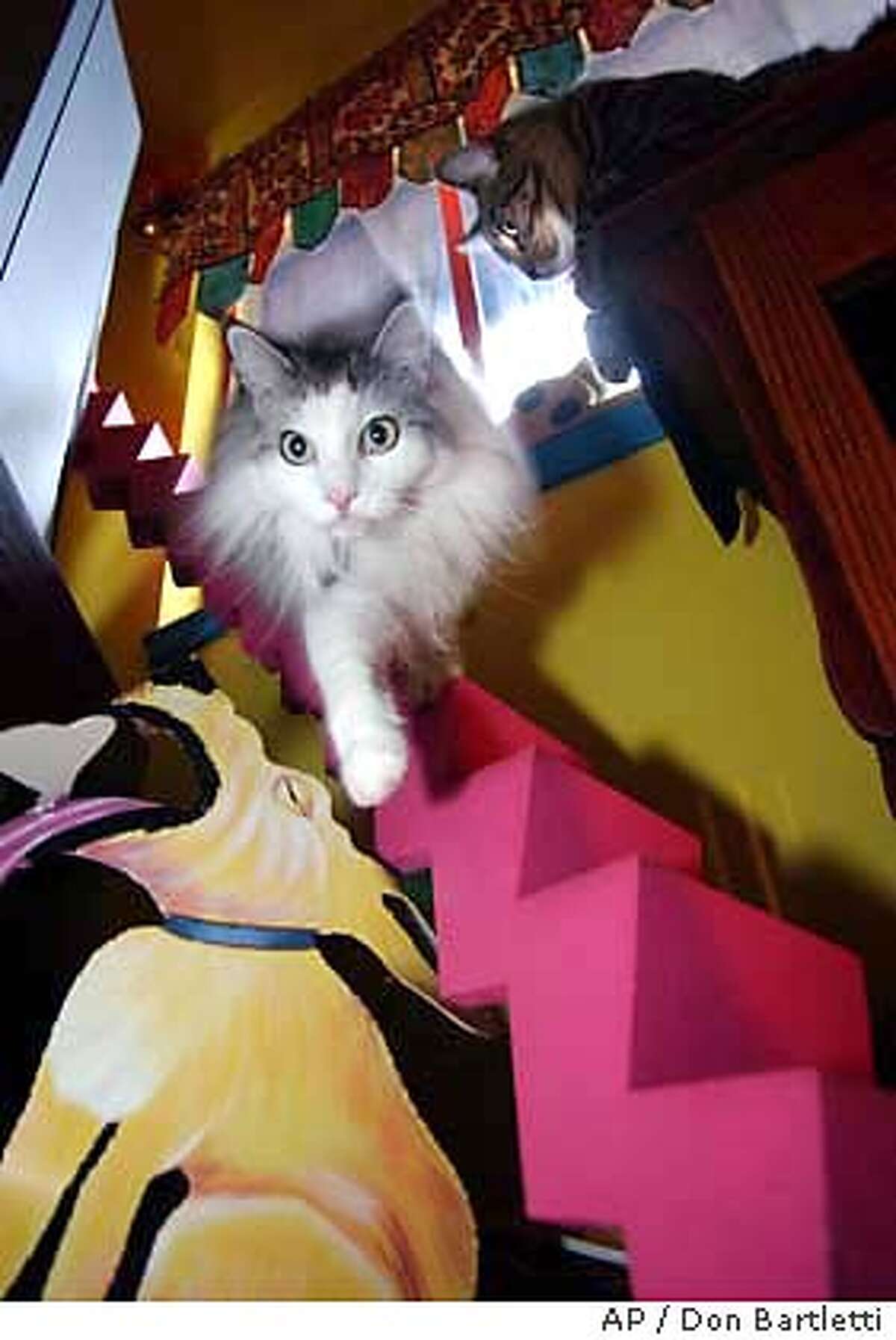 Living in a cat house / Couple furnishes home with feline friends in mind