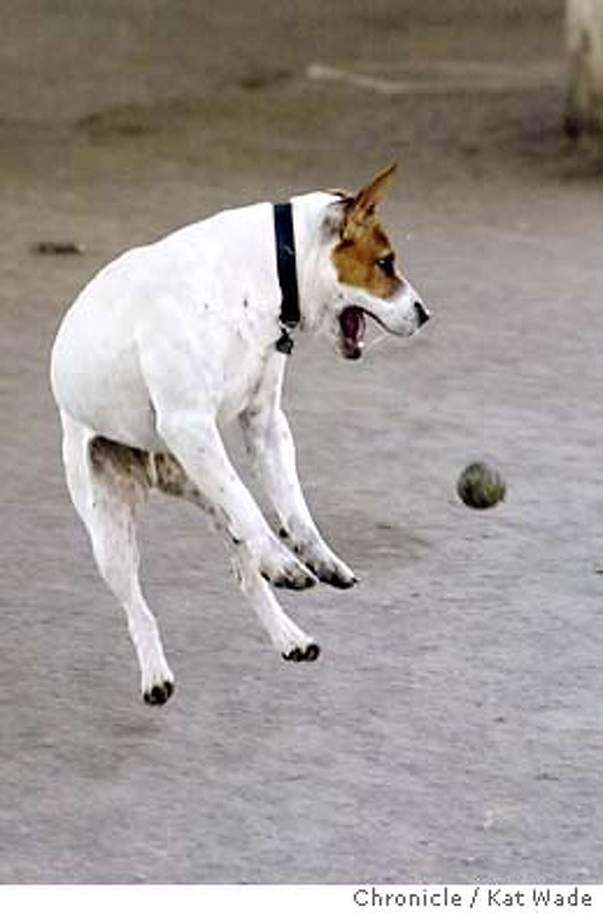 Having a ball during the dog days of autumn