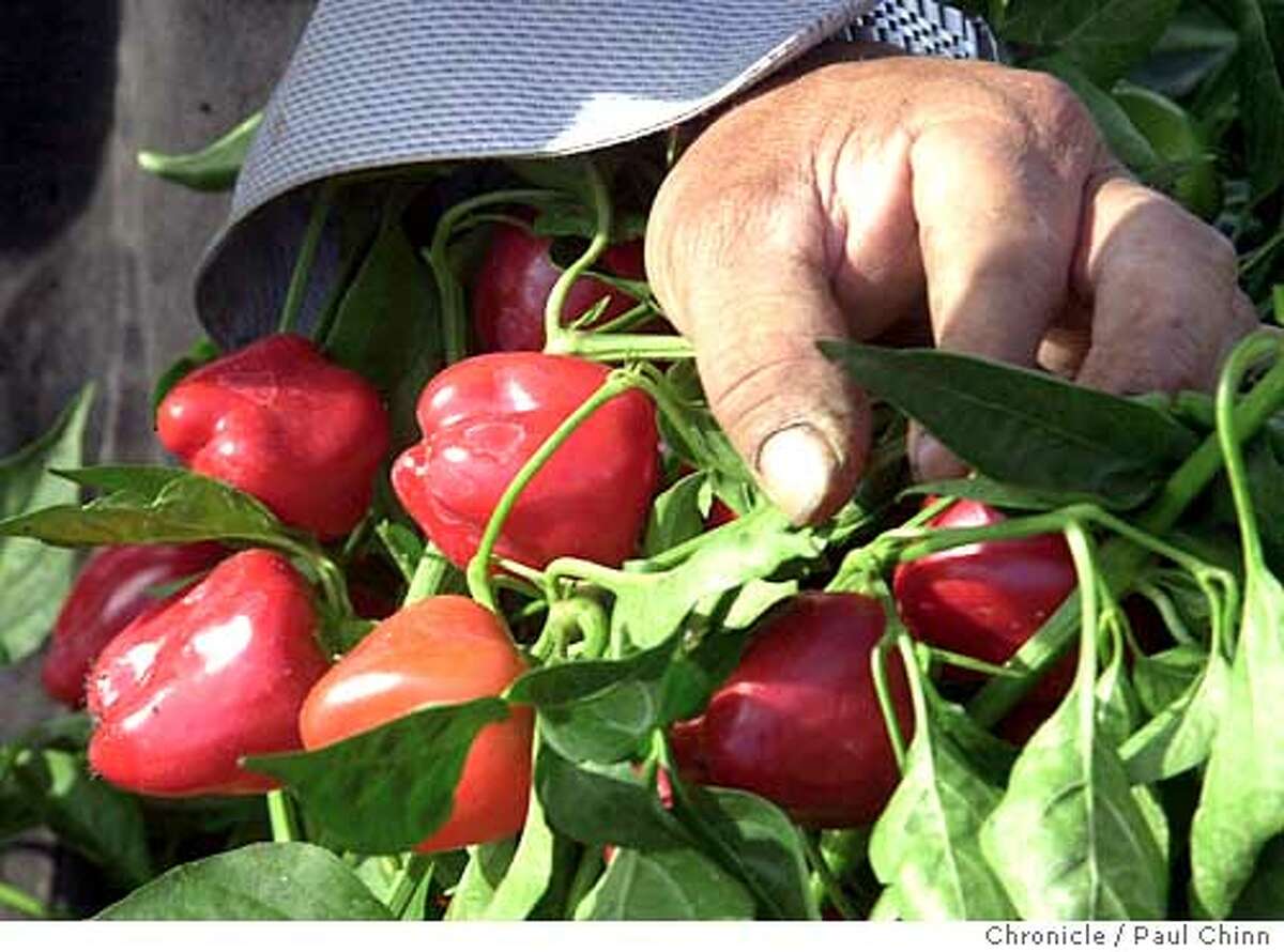 CHILES / An exotic parade of peppers -- from mild to scalding -- makes ...