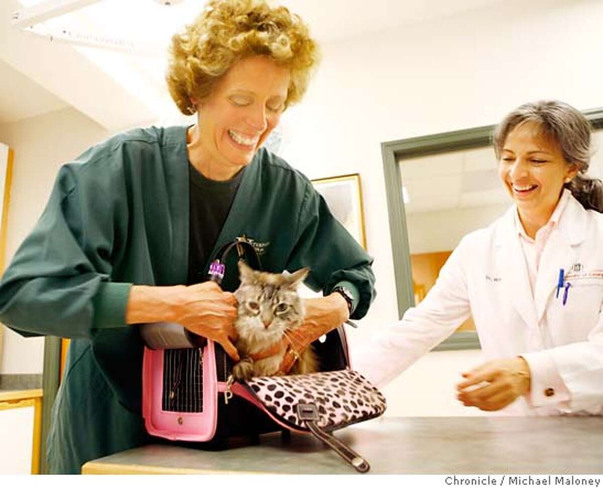 High-tech eye surgeries on pets all in a day's work