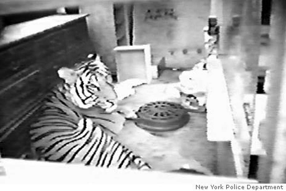 Adult tiger evicted from Harlem public housing - SFGate