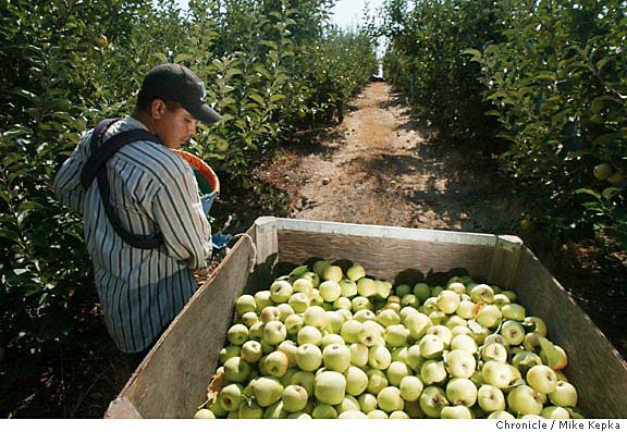 The apples of temptation / For those driven to seek the fruit in all ...