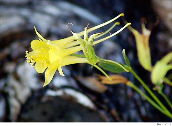 The twists and turns of the lovely columbine