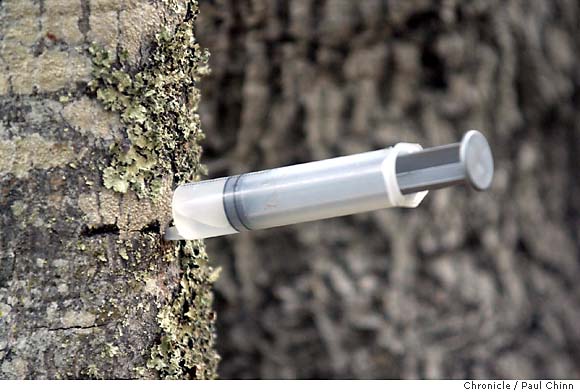 Breakthrough for treatment of oak death / Scientists say product helps ...