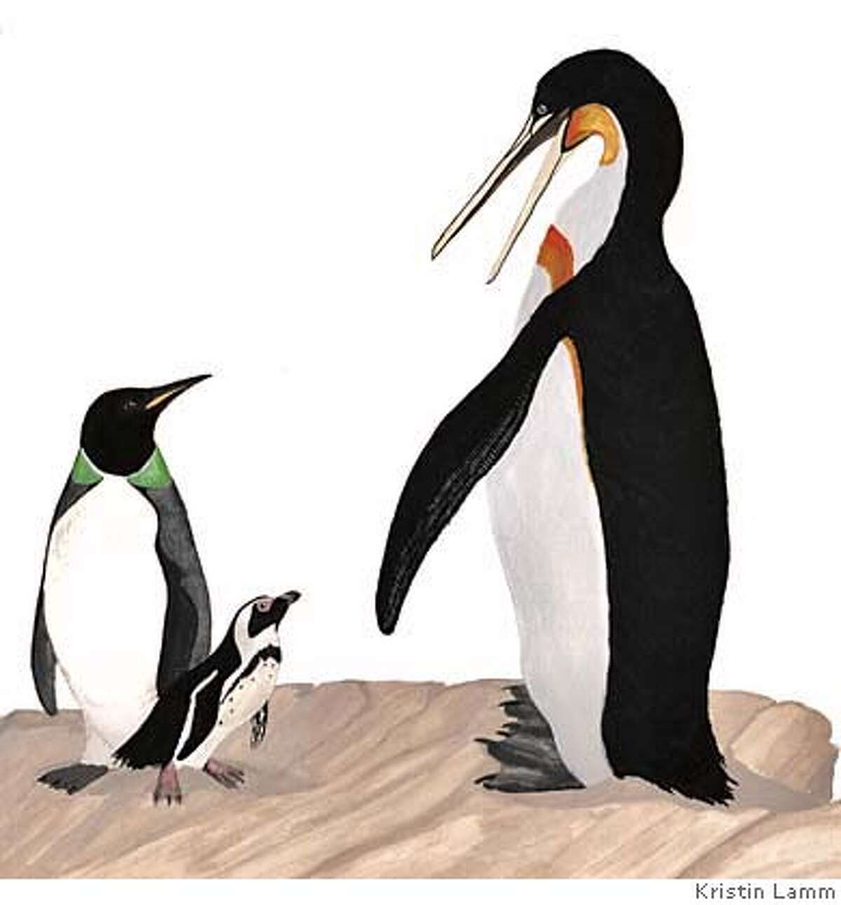 Rethinking penguins -- big, warm-weather fossil