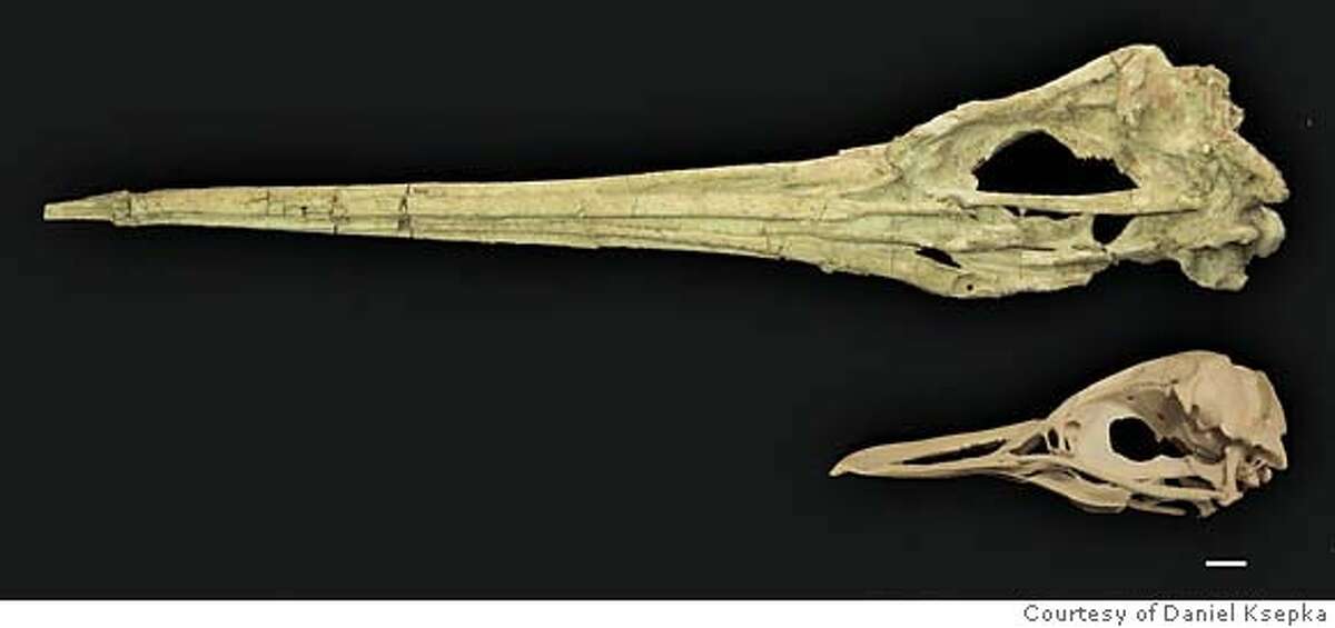 Rethinking penguins -- big, warm-weather fossil