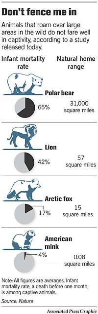 Animals that like to roam suffer in zoos, study finds / Polar bears ...