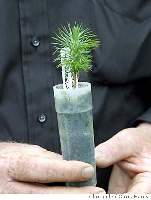 Cloning Methuselah closer to reality / Seed from world's oldest living ...