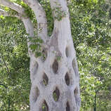 The stories of California's most famous trees, including some with top ...