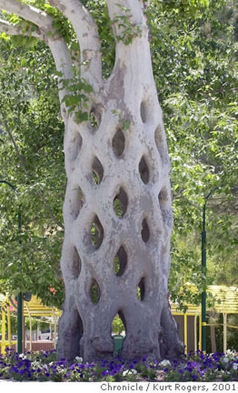 The stories of California's most famous trees, including some with top ...