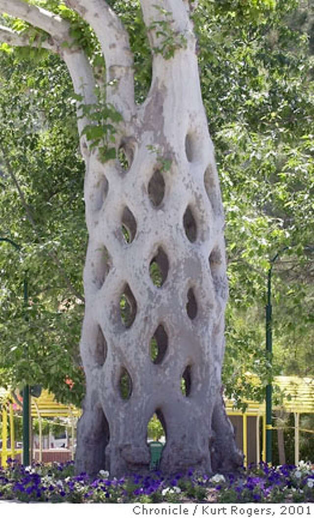 The stories of California's most famous trees, including some with top ...