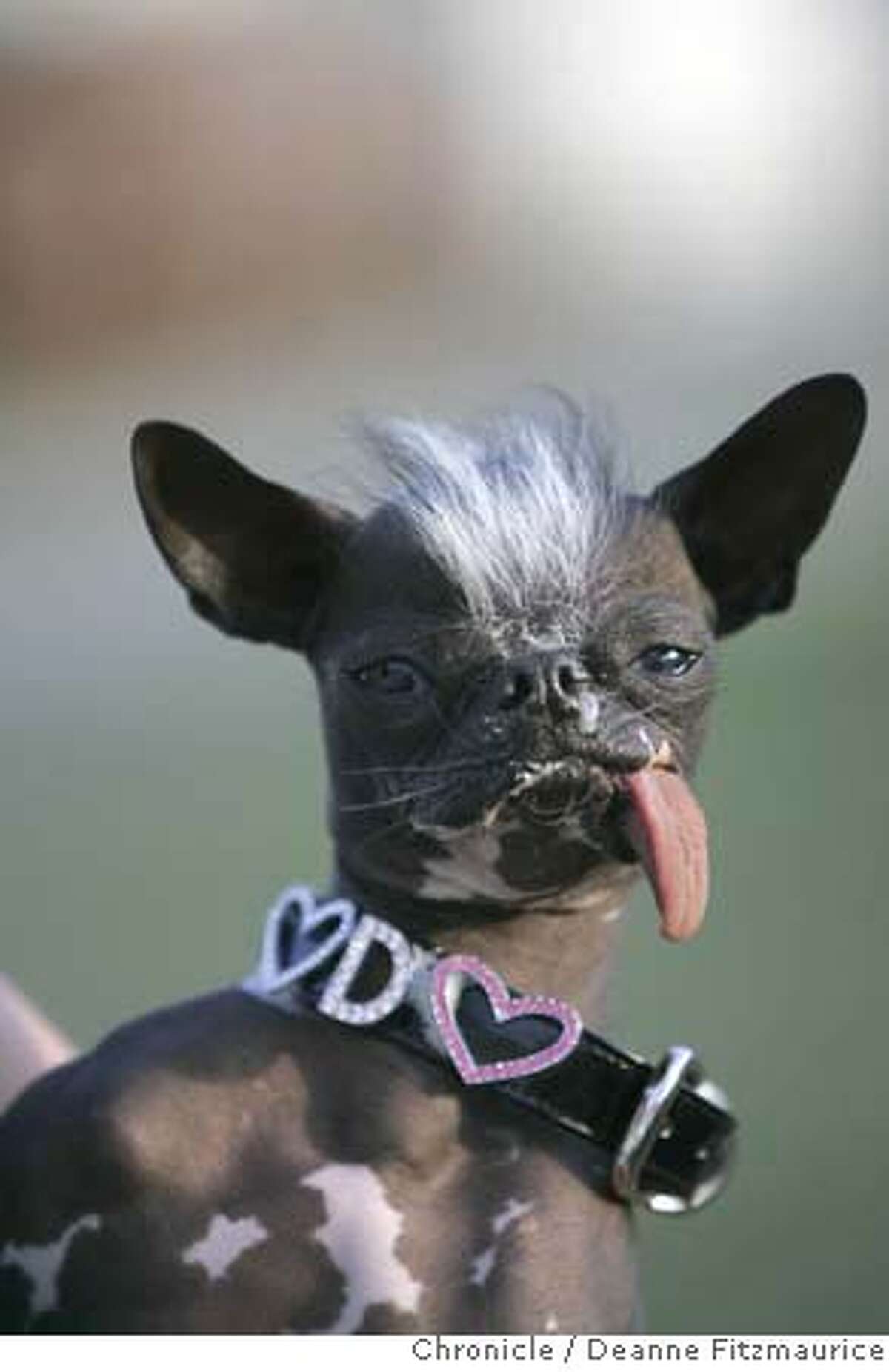 UGLY IS THE NEW PRETTY / Canines from all over flock to Petaluma to vie ...