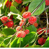 PLANT OF THE WEEK: Che / Che, or Chinese melonberry, grows best with ...