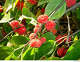 PLANT OF THE WEEK: Che / Che, or Chinese melonberry, grows best with ...