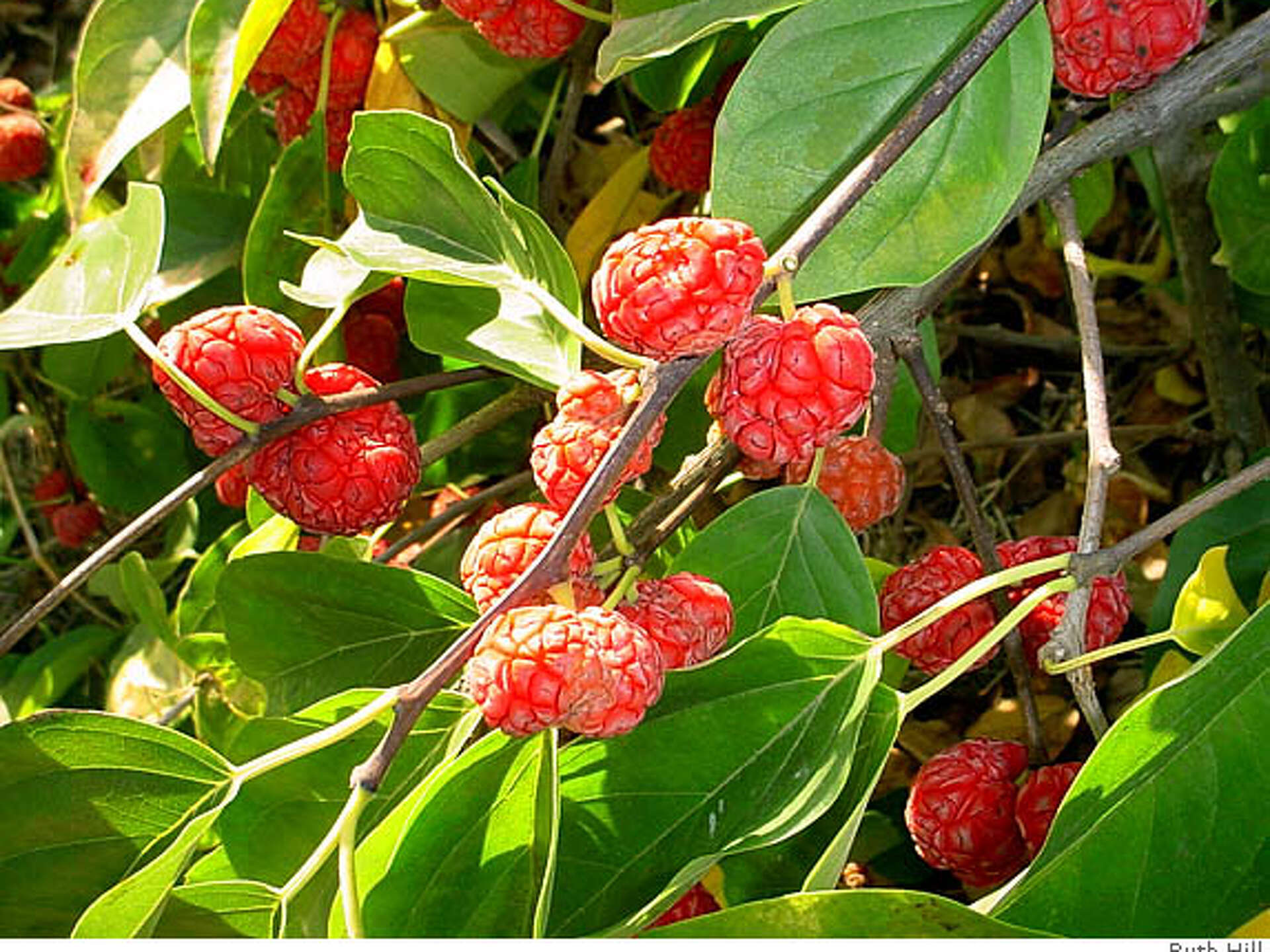 PLANT OF THE WEEK: Che / Che, or Chinese melonberry, grows best with ...