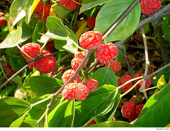 PLANT OF THE WEEK: Che / Che, or Chinese melonberry, grows best with ...