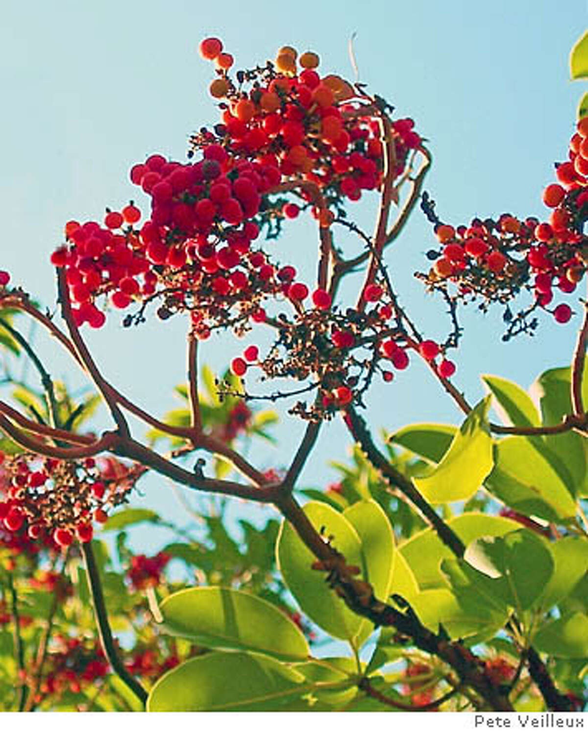 Madrone / Stunning evergreen tough to tame