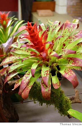 Bromeliads and Cacti / A couple of exotic options for Bay Area gardens
