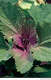 PLANT OF THE WEEK: Magenta spreen / Pretty and productive crop carries ...