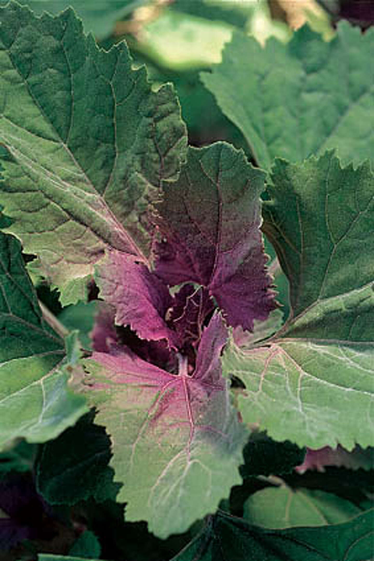 PLANT OF THE WEEK: Magenta spreen / Pretty and productive crop carries ...