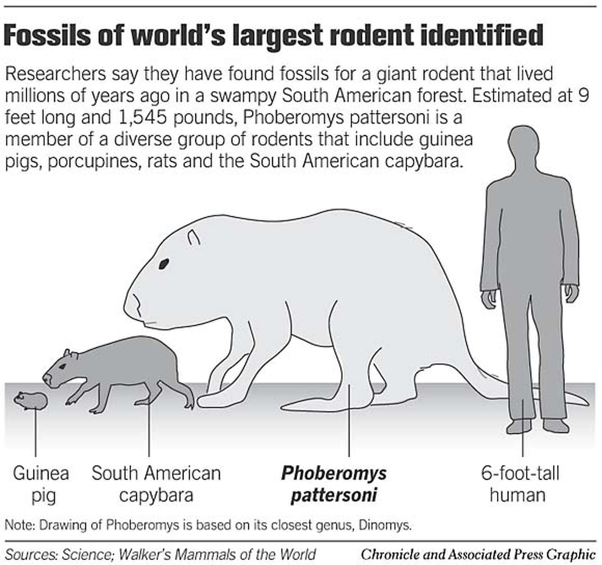 Buffalo-size rodent fossils stir scientists / Relative of guinea pig ...