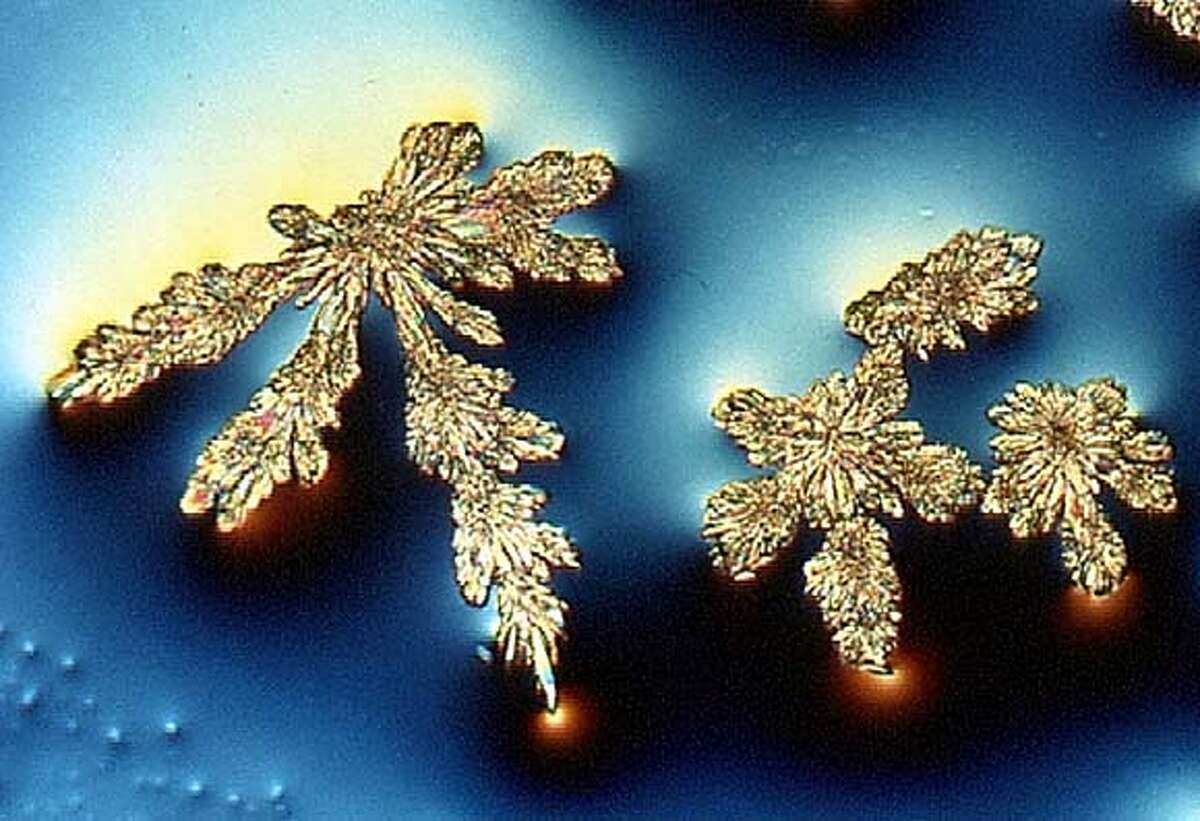 Scientist takes a close look at inner life of wine / Microscope reveals ...