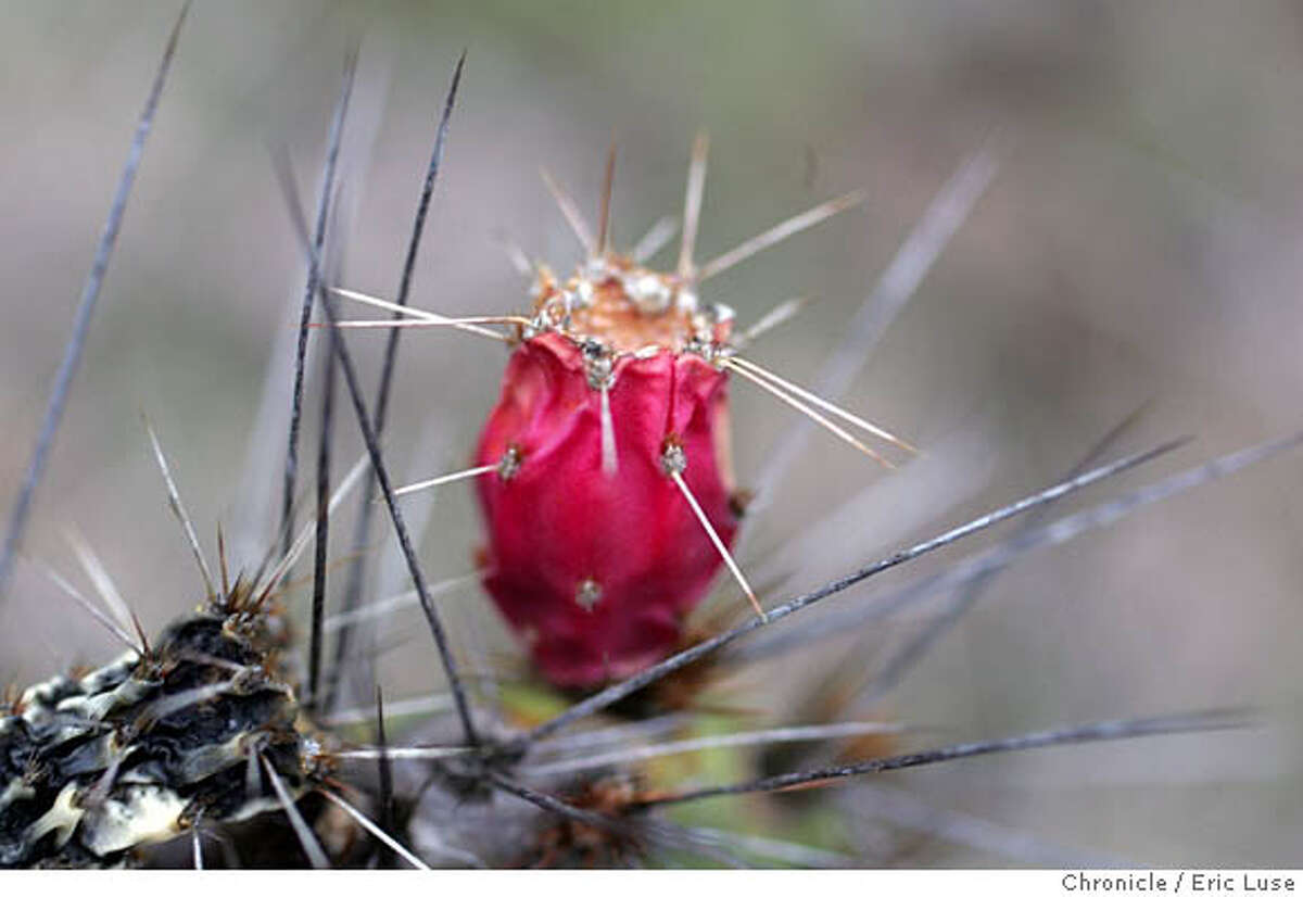 Berkeley: Garden director keeps a foot planted in the past