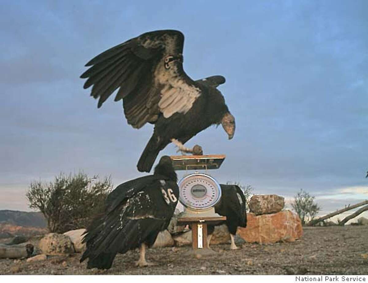 Wild-born condor is just a hatchling away