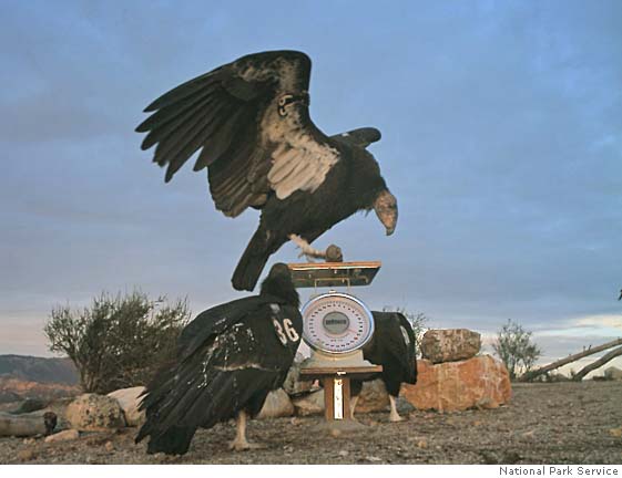 Wild-born condor is just a hatchling away