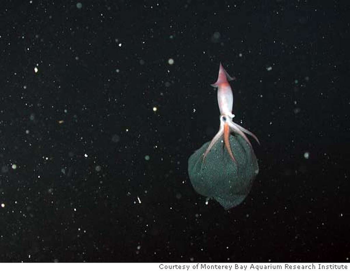 MONTEREY BAY / Maternal nature of squids / Females spotted hauling ...
