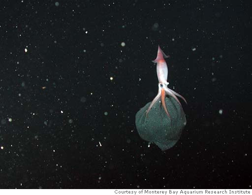MONTEREY BAY / Maternal nature of squids / Females spotted hauling ...