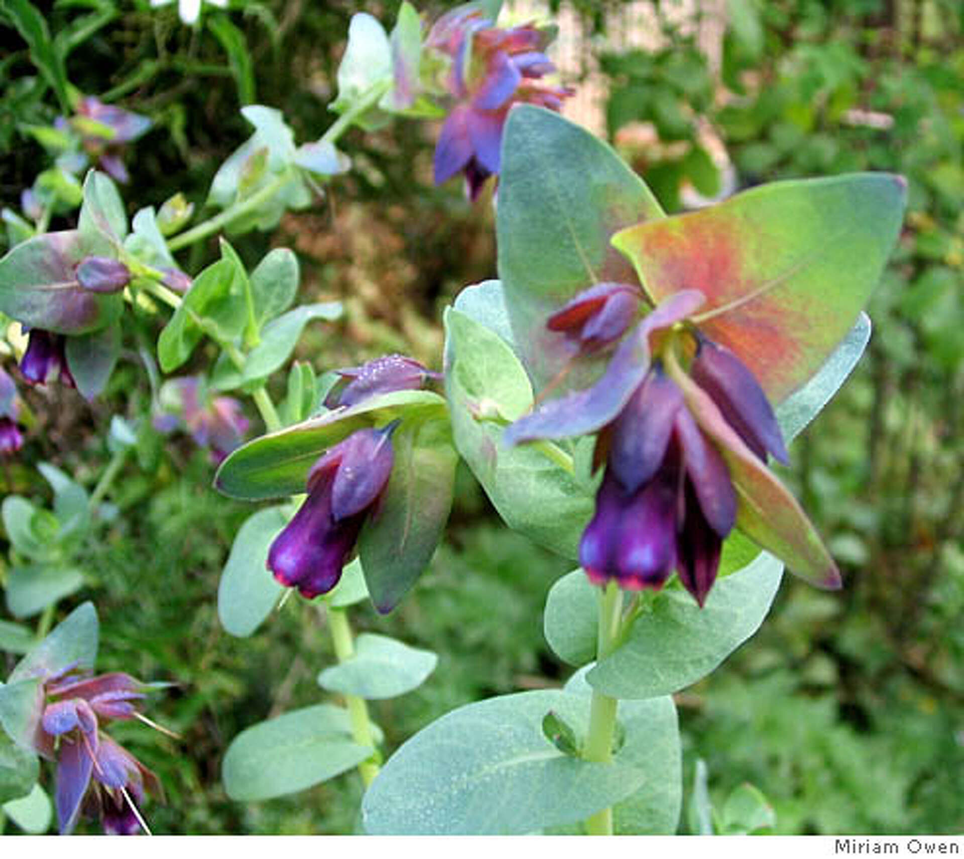 PICK OF THE WEEK / Hard-to-define colors enhance cerinthe