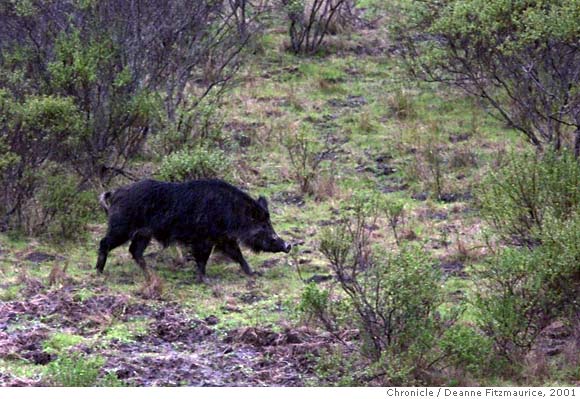 Hordes of wild pigs going hog wild in Bay Area neighborhoods