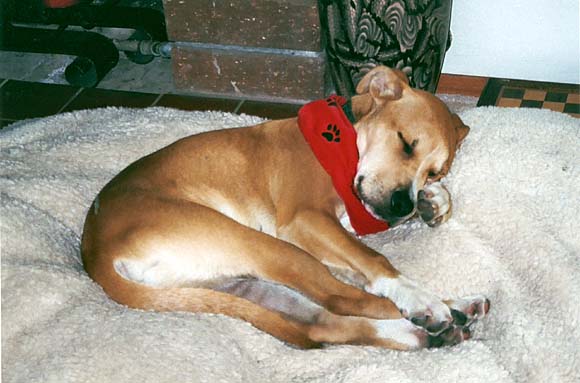 Even good owners can't save bad dog