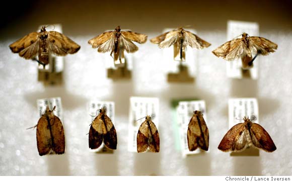 LITTLE MOTH, BIG PROBLEM / Bay Area quarantine tries to halt spread of ...