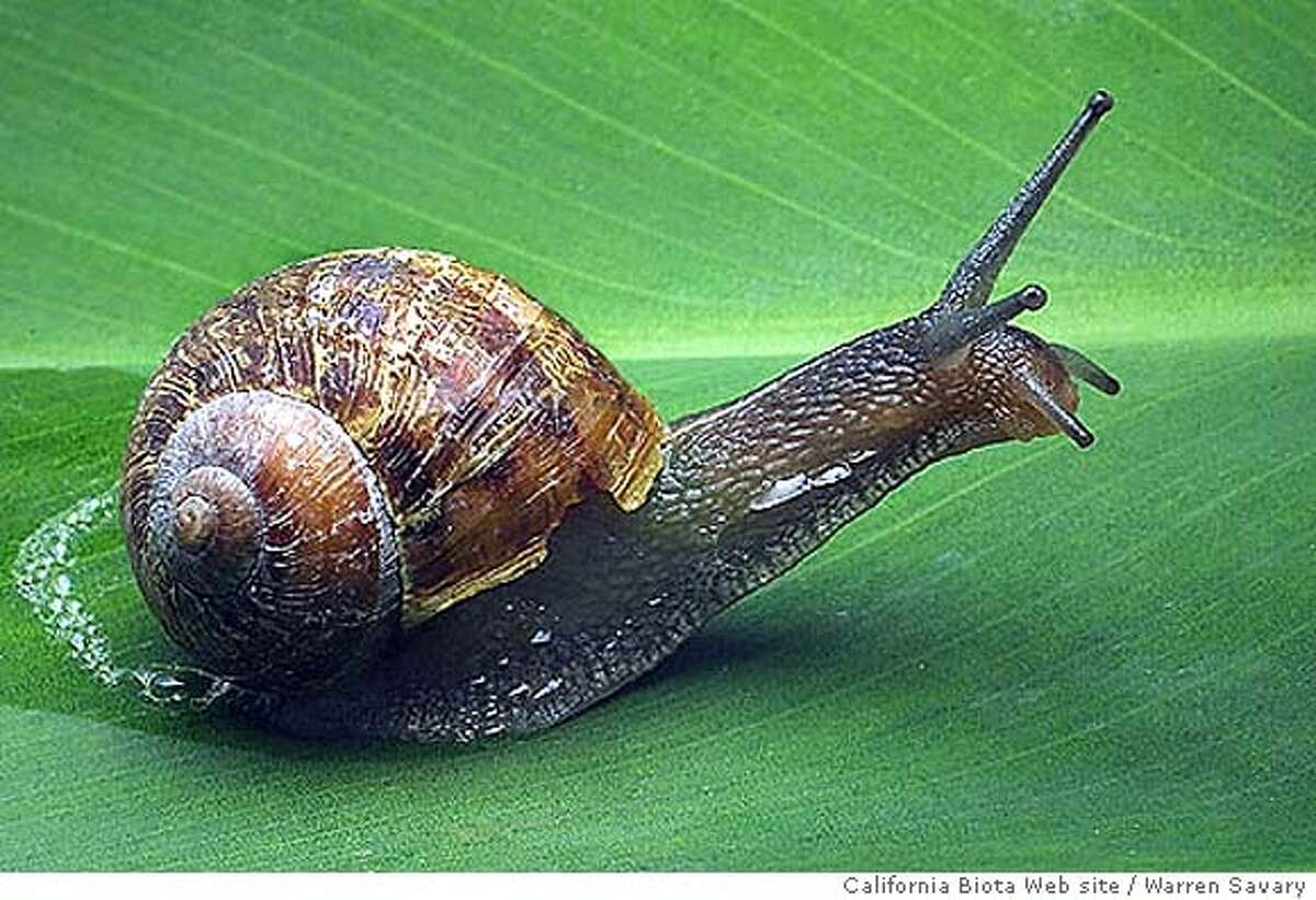 Bringing those pesky garden snails to a halt