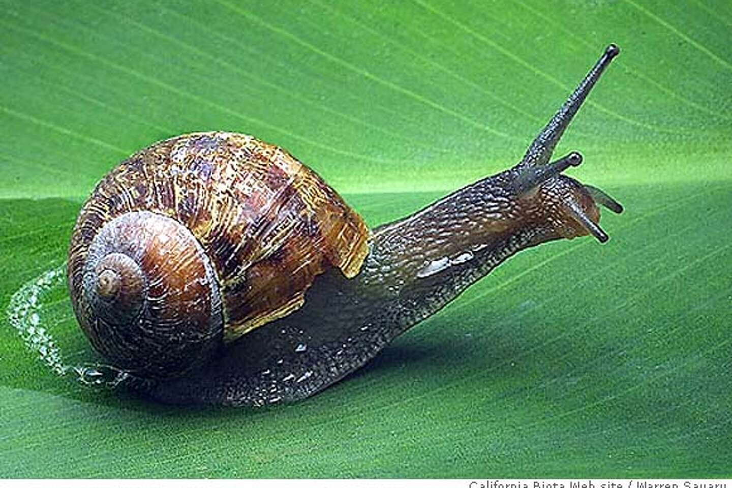Bringing those pesky garden snails to a halt